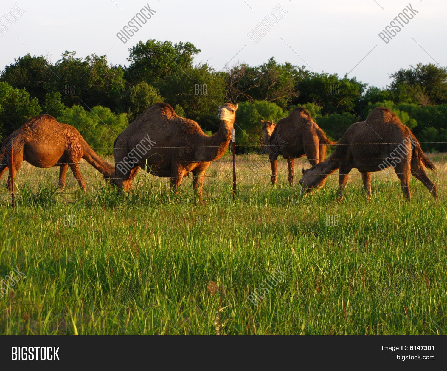 Camels Image & Photo (Free Trial) | Bigstock