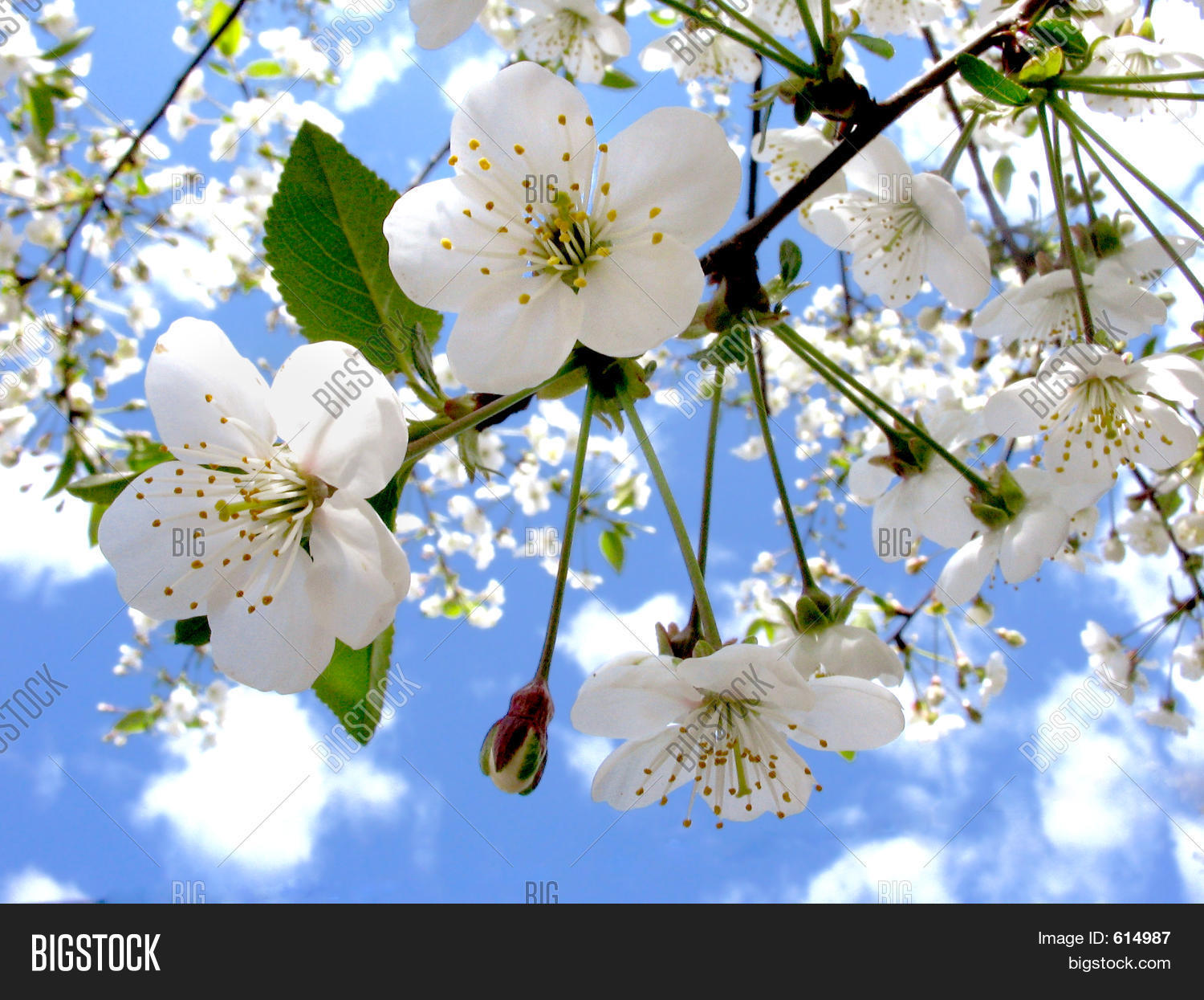 Spring Flowers Image & Photo (Free Trial) | Bigstock