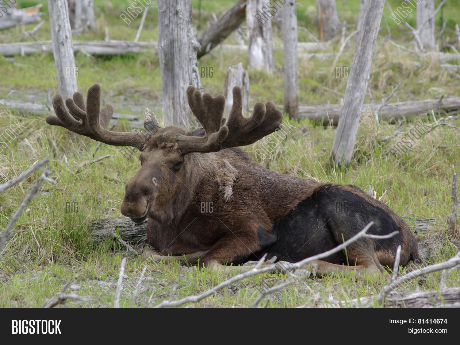 Alaska Bull Moose Image & Photo (Free Trial) | Bigstock