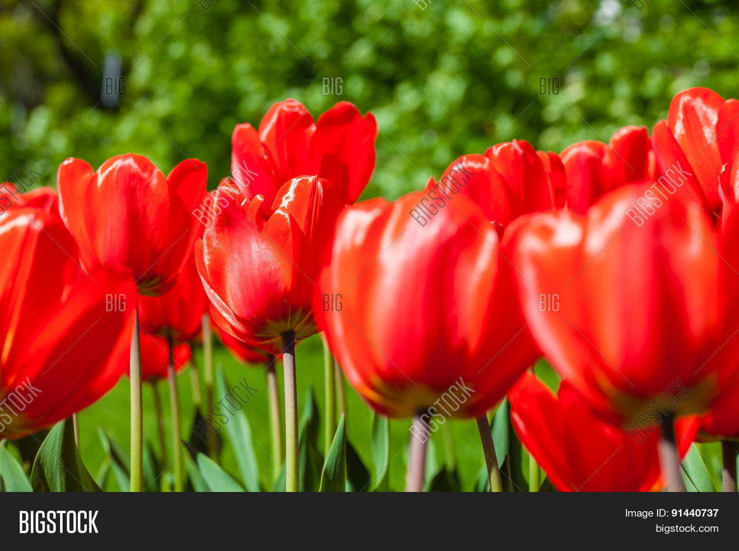 Background Red Tulips Image & Photo (Free Trial) | Bigstock