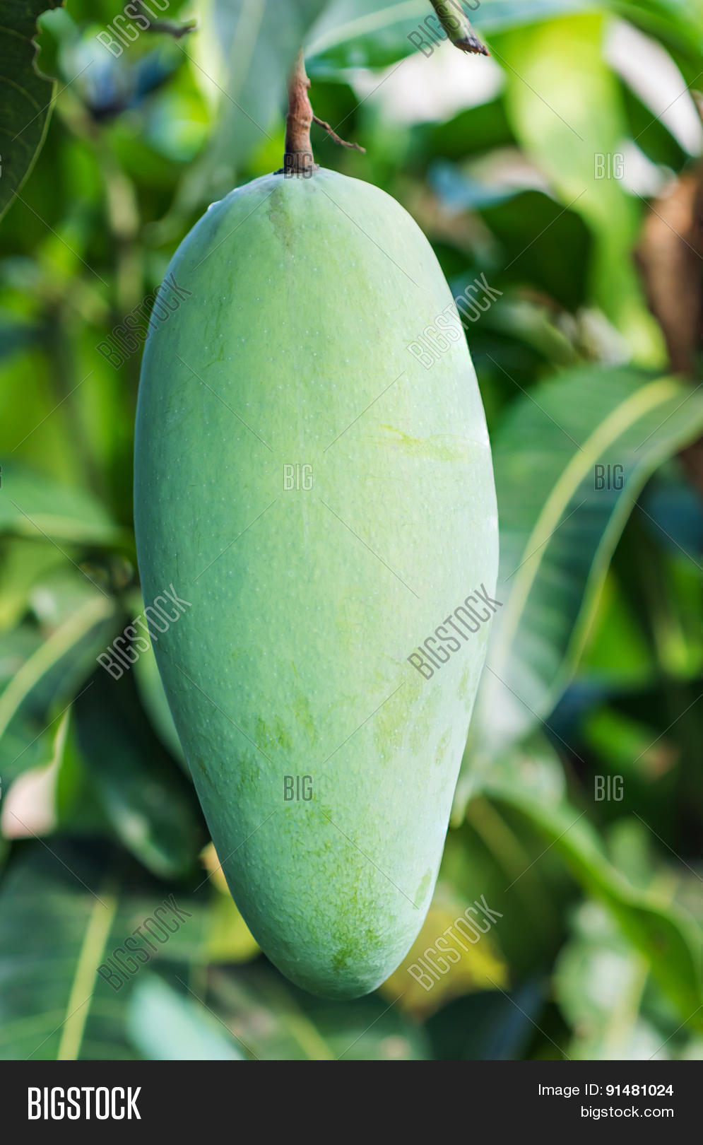 Close Mangoes On Mango Image & Photo (Free Trial) | Bigstock