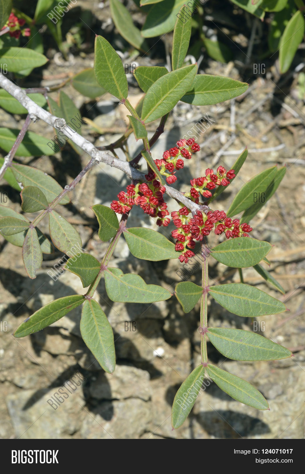 Mastic Tree - Pistacia Image & Photo (Free Trial) | Bigstock