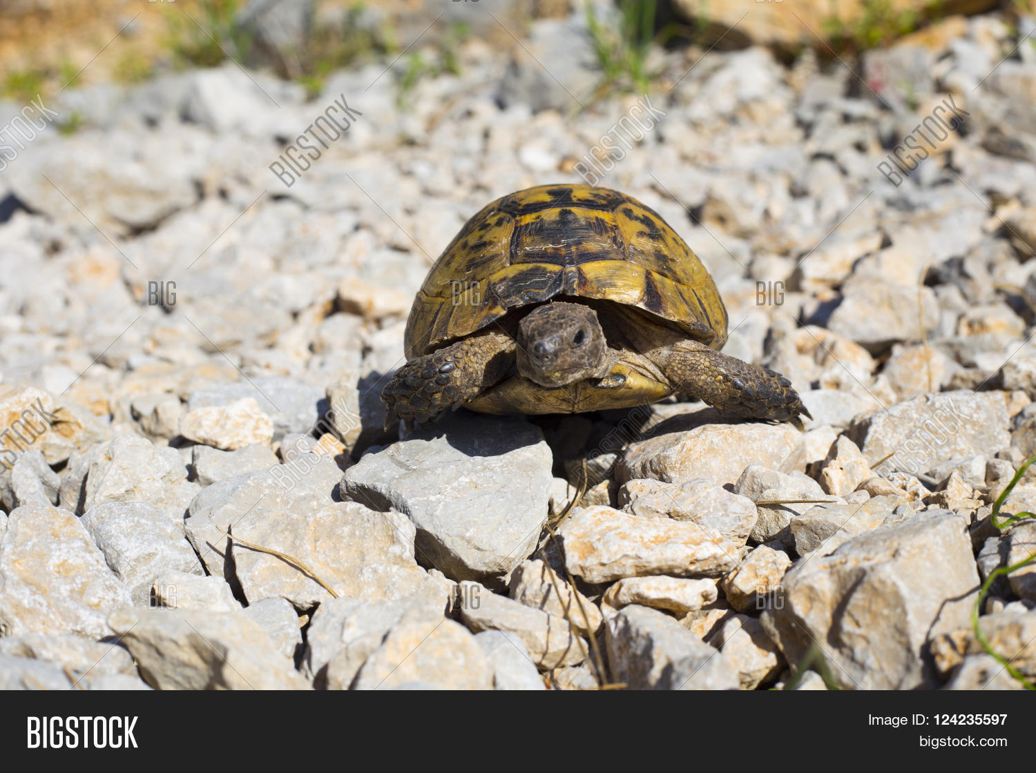Turtle Crawling On Image & Photo (Free Trial) | Bigstock