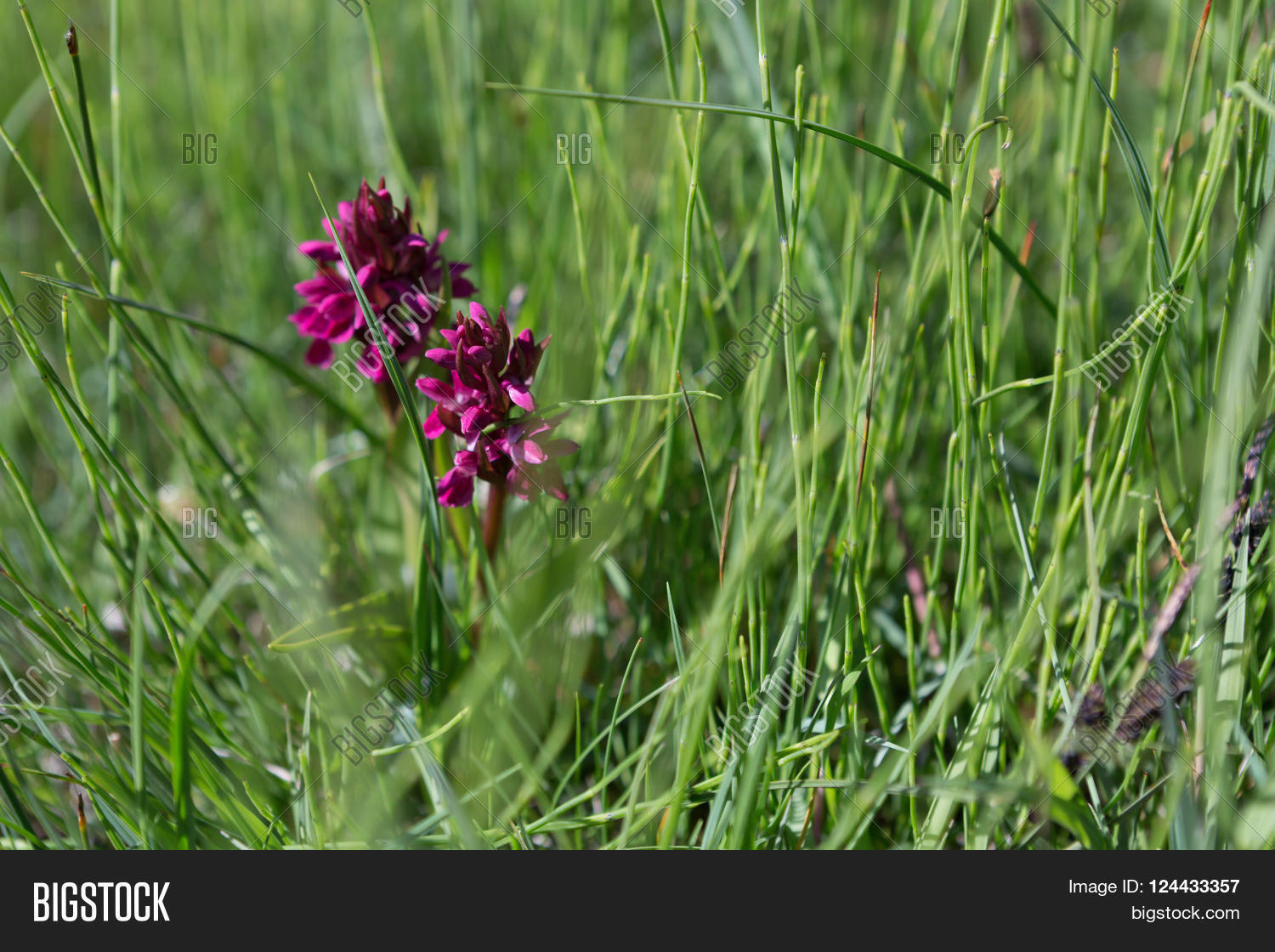 Orchis Mascula Early Image & Photo (Free Trial) | Bigstock