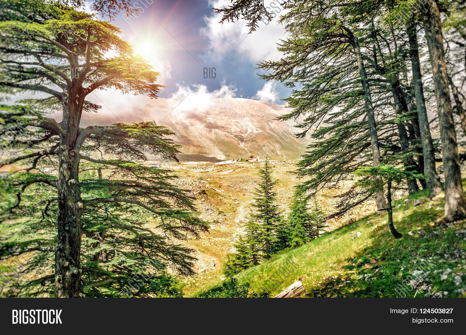 Cedars Lebanon, Image & Photo (Free Trial) | Bigstock