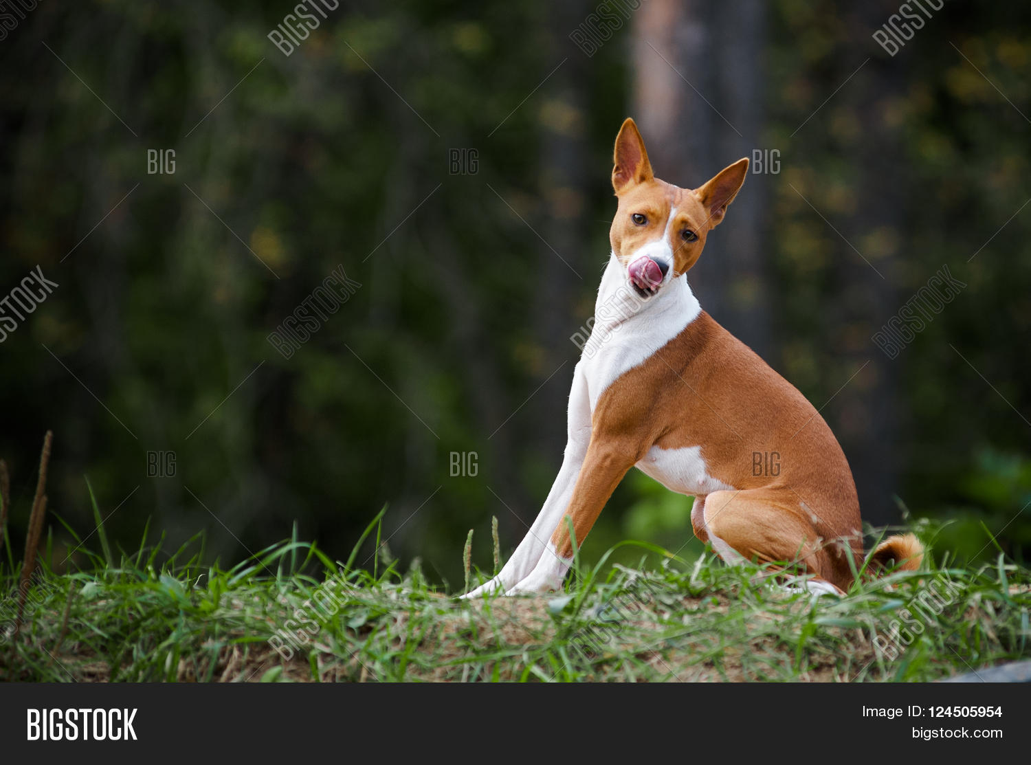 Sitting Basenji Dog Image & Photo (Free Trial) | Bigstock
