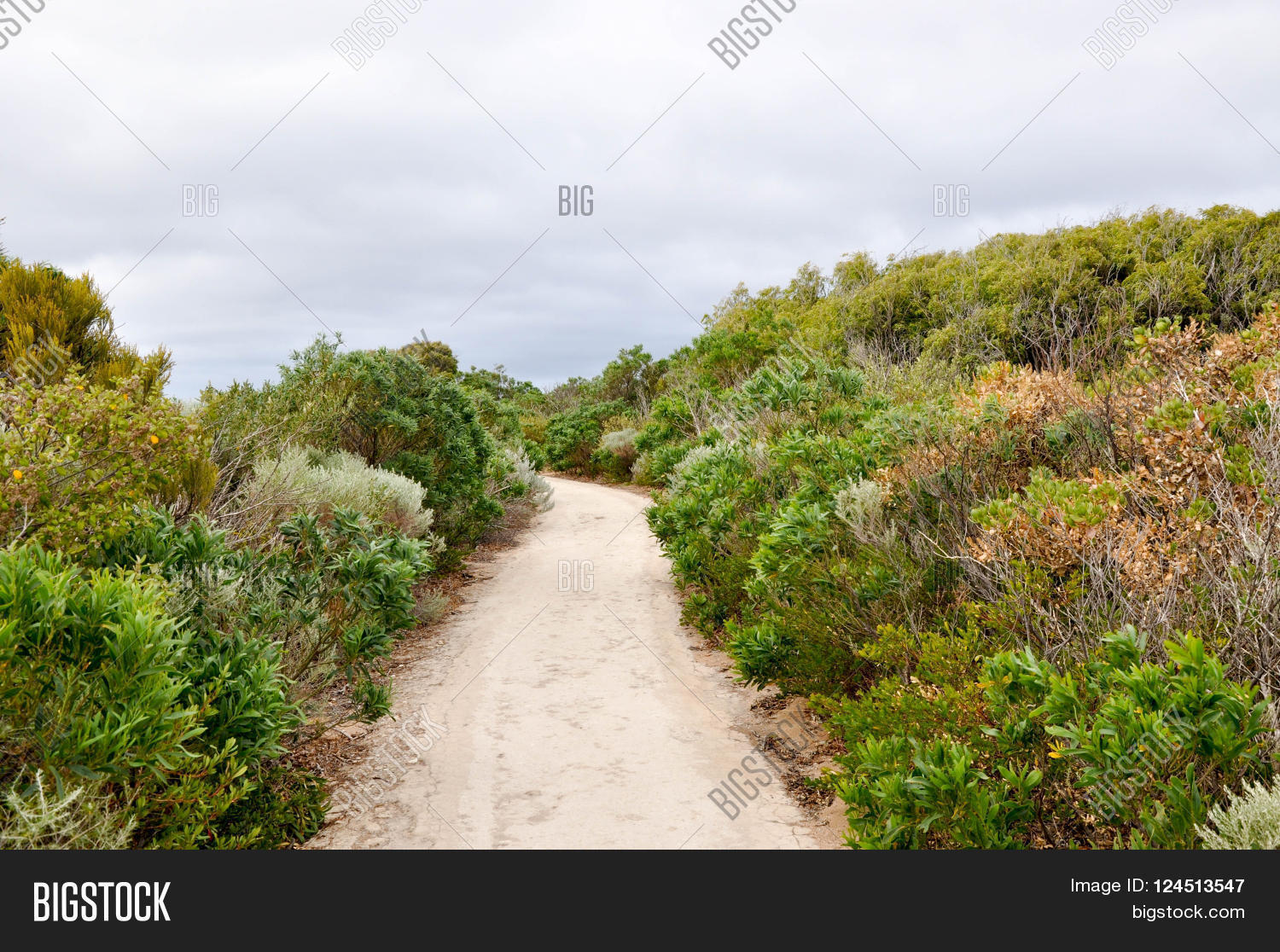 Sandy Path Vegetated Image & Photo (Free Trial) | Bigstock