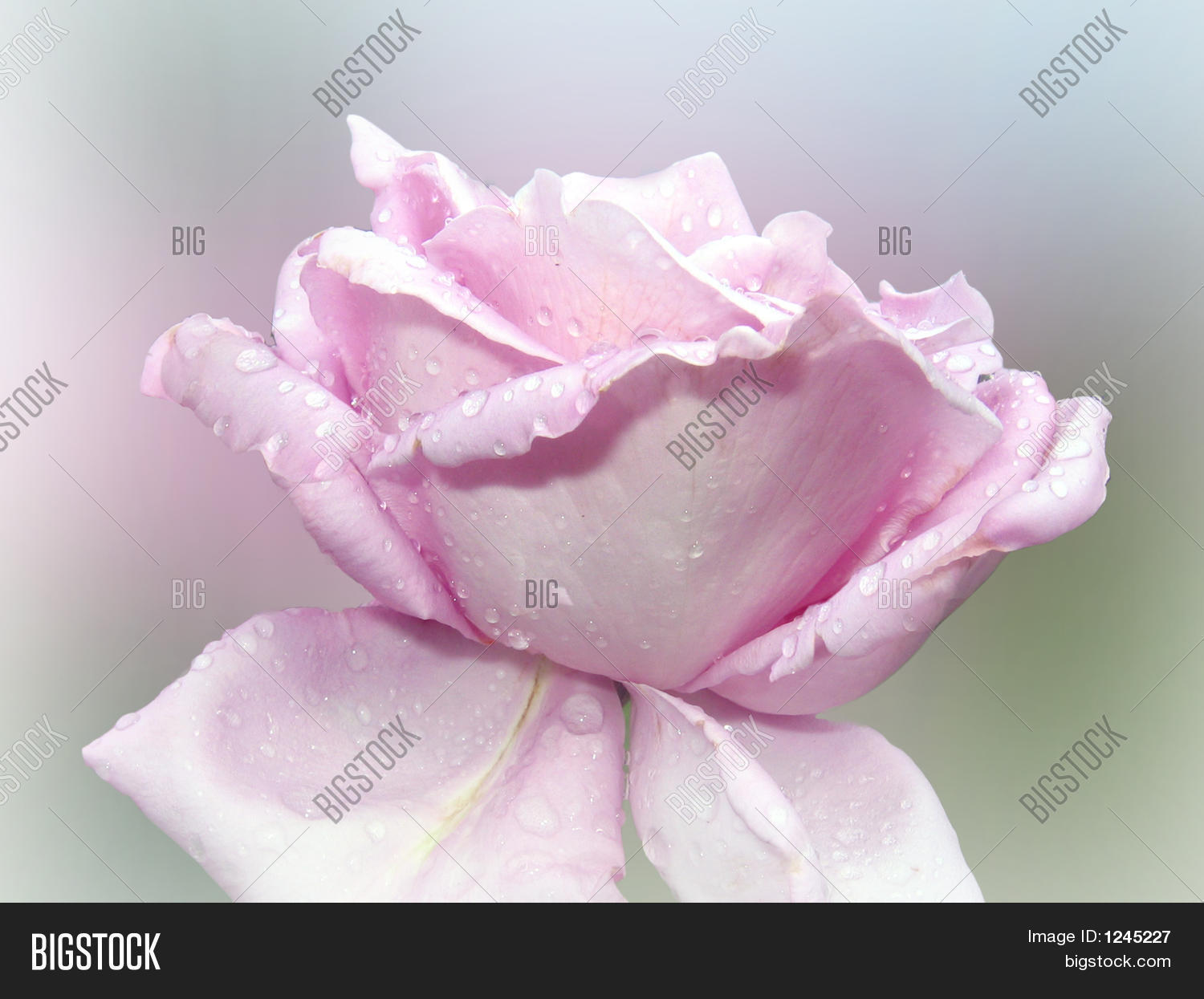 Raindrops On Rose Image & Photo (Free Trial) | Bigstock