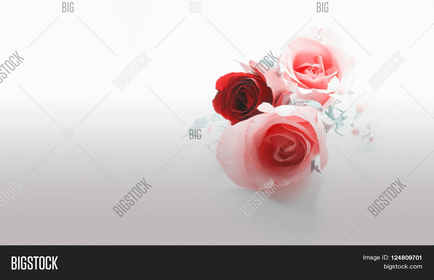 One Red Rose Two Pink Image & Photo (Free Trial) | Bigstock