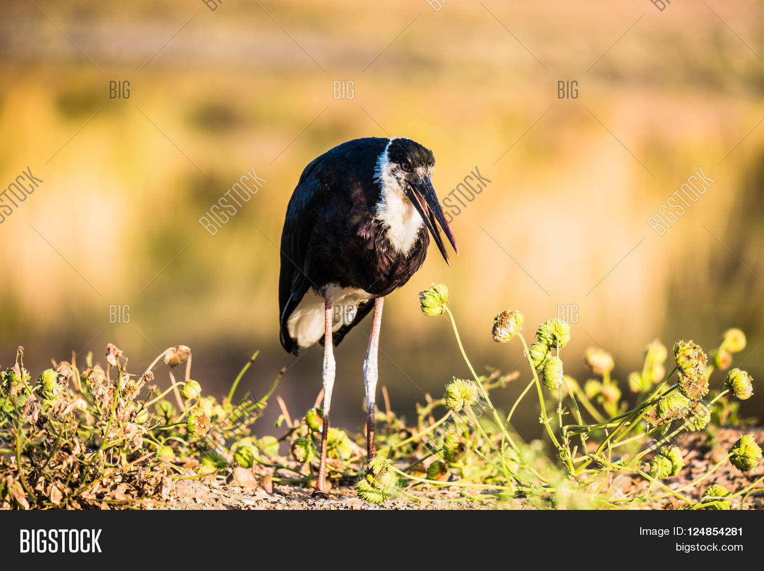 Woolly-necked Stork Image & Photo (Free Trial) | Bigstock