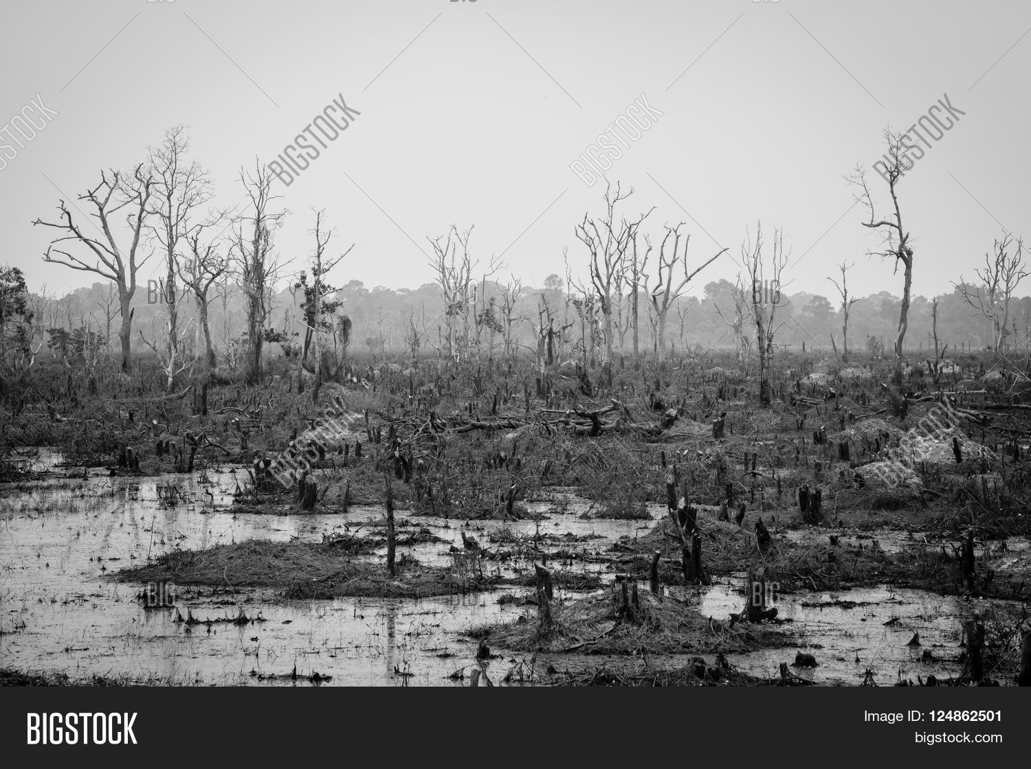 Drought Deforestation Image & Photo (Free Trial) | Bigstock