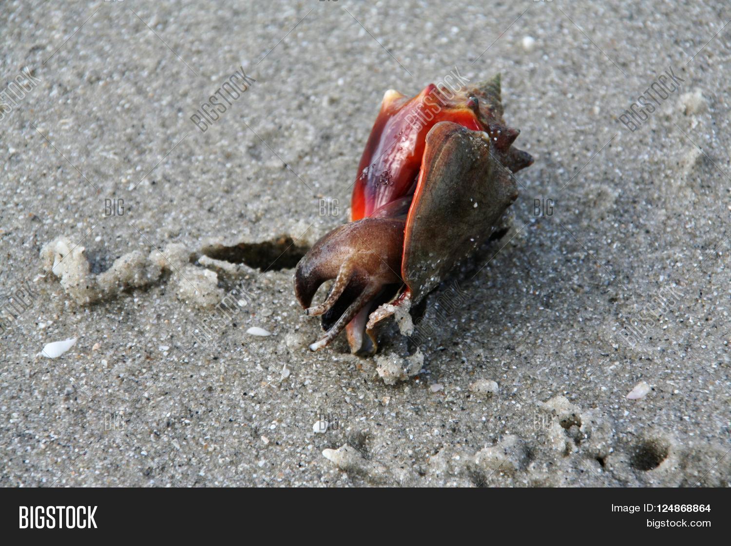 This Chonch On Image & Photo (Free Trial) | Bigstock