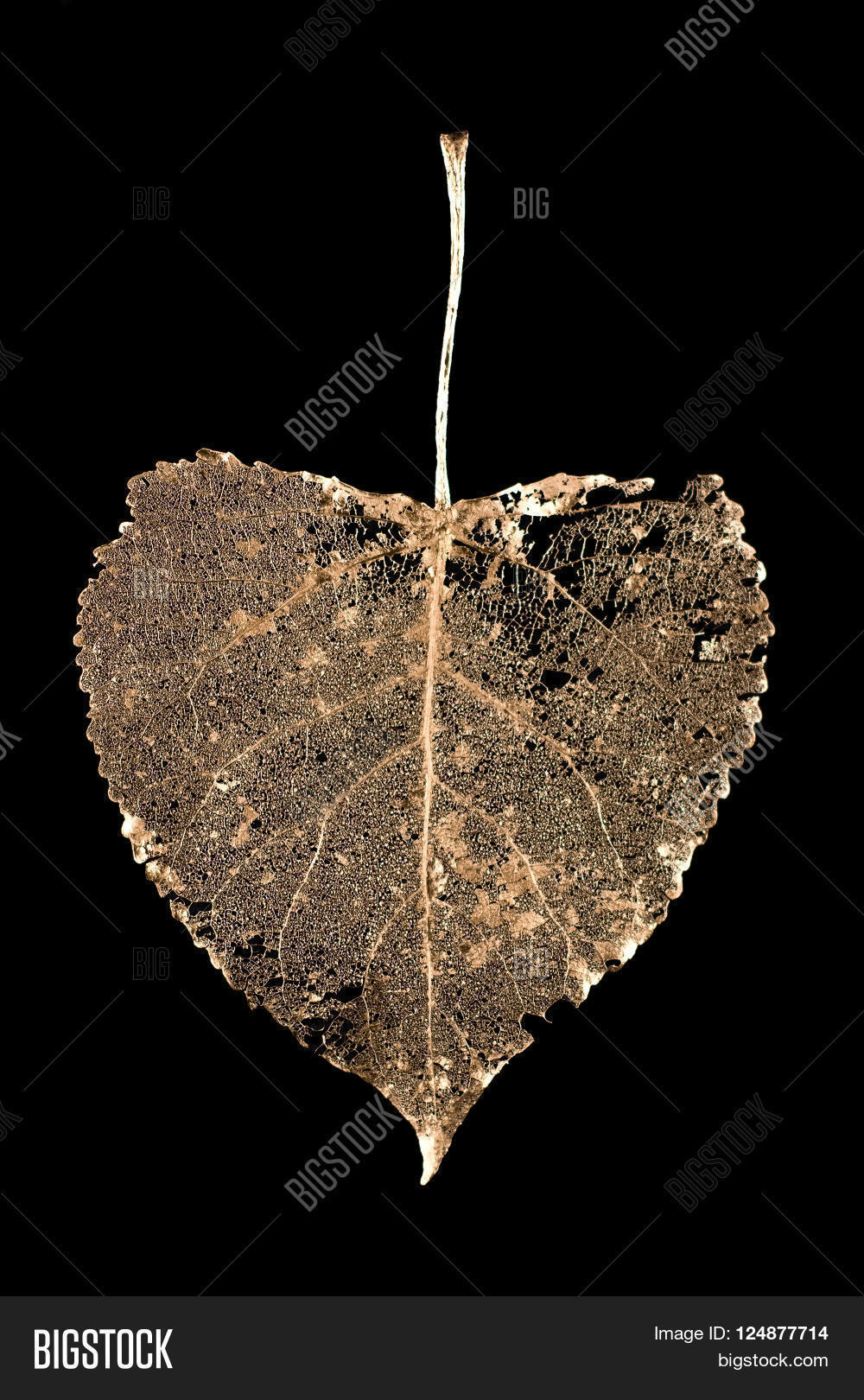 Skeletonized Leaf Image & Photo (Free Trial) | Bigstock