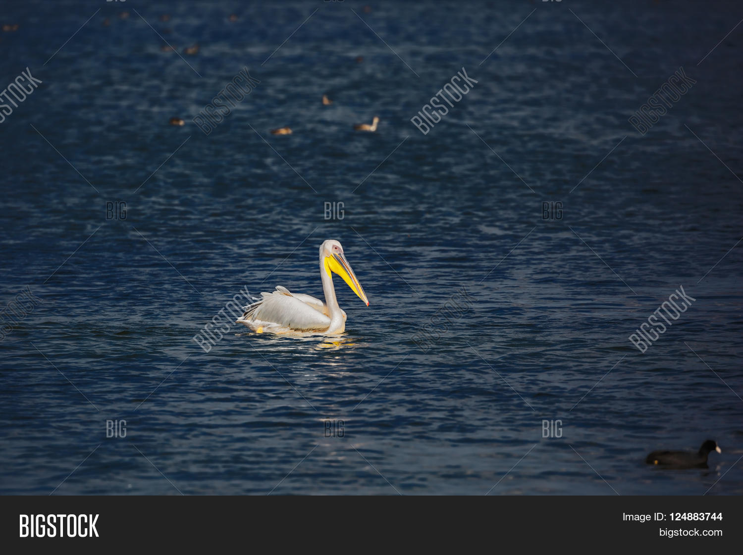 Large Pelican Floats Image & Photo (Free Trial) | Bigstock