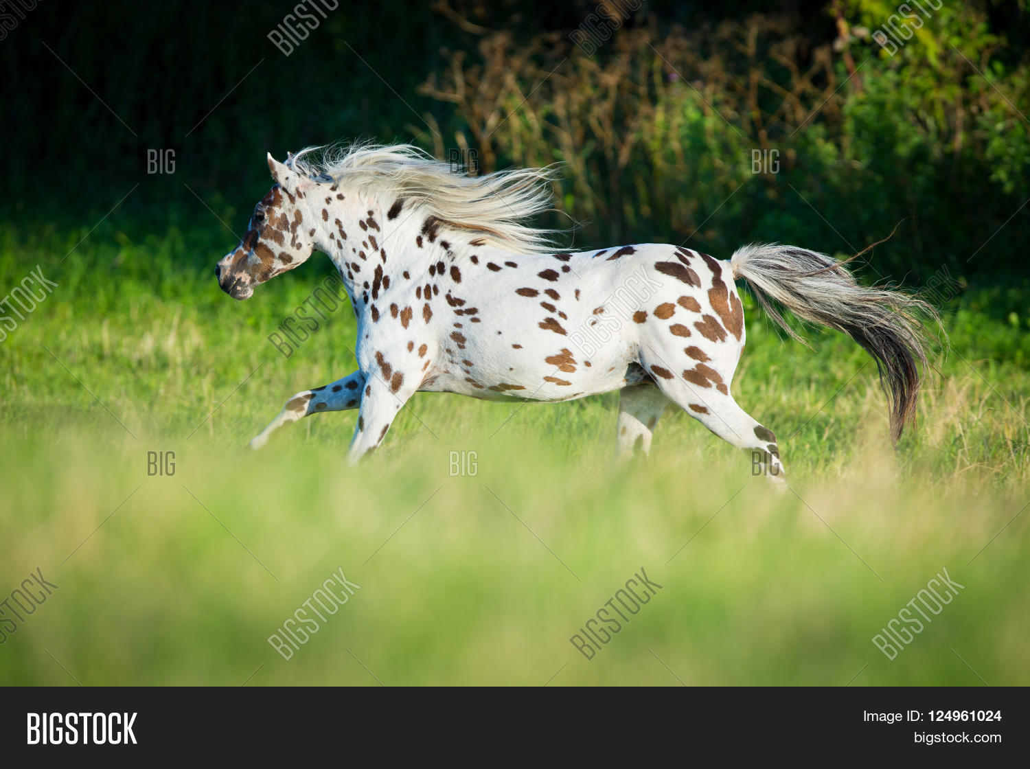 Appaloosa Horse Image & Photo (Free Trial) | Bigstock