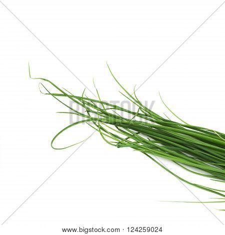 Cibol Images, Illustrations & Vectors (Free) - Bigstock