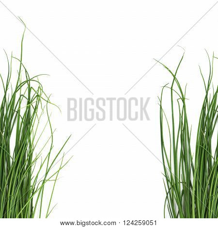 Cibol Images, Illustrations & Vectors (Free) - Bigstock