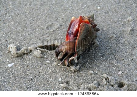 This Chonch On Image & Photo (Free Trial) | Bigstock