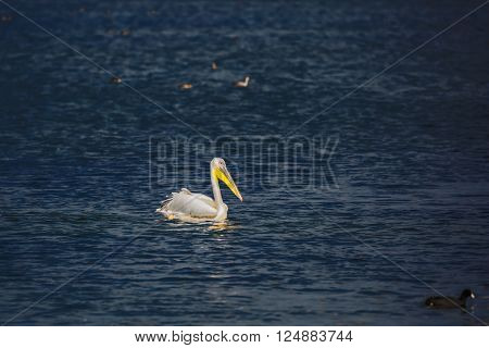 Large Pelican Floats Image & Photo (Free Trial) | Bigstock