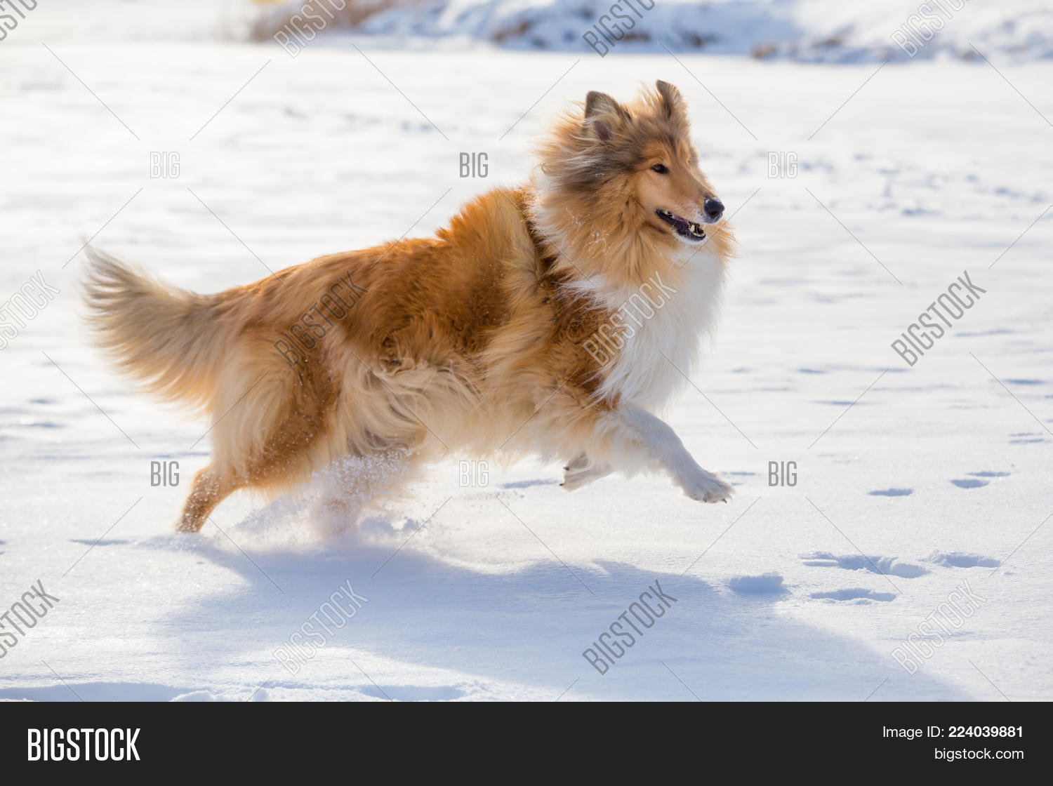 Collie Dog Running On Image & Photo (Free Trial) | Bigstock
