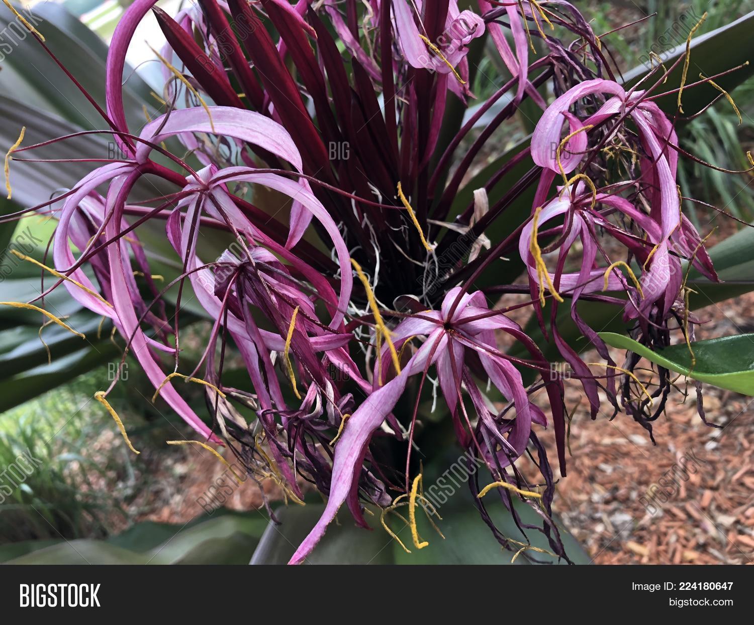 Purple Crinum Lily ( Image & Photo (Free Trial) | Bigstock