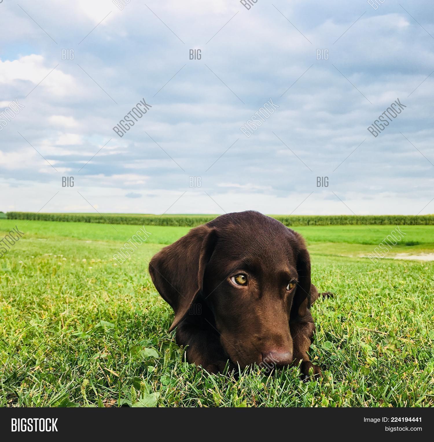 Chocolate Lab In A Feild