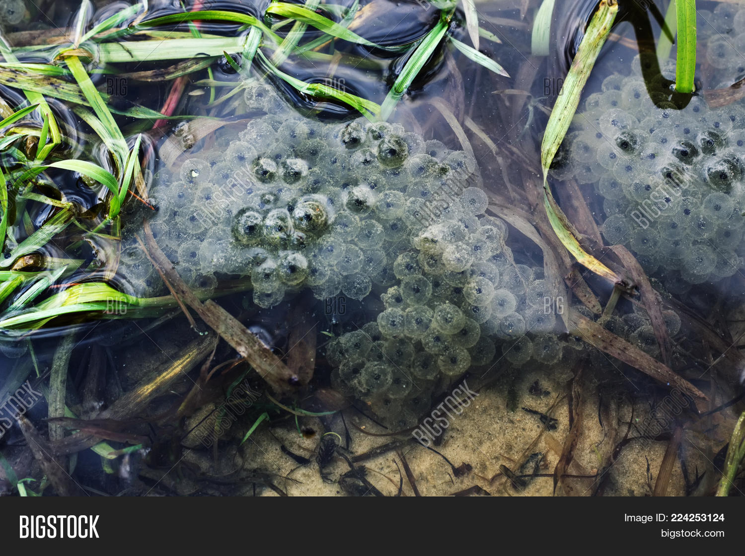 Frogspawn Common Frog Image & Photo (Free Trial) | Bigstock