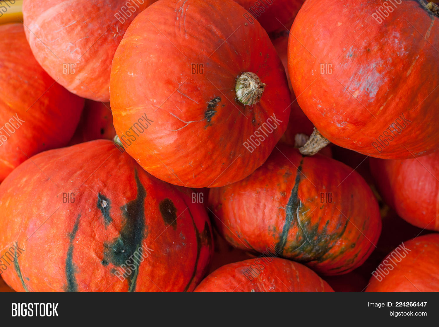 Red Kuri Hokkaido Image & Photo (Free Trial) | Bigstock