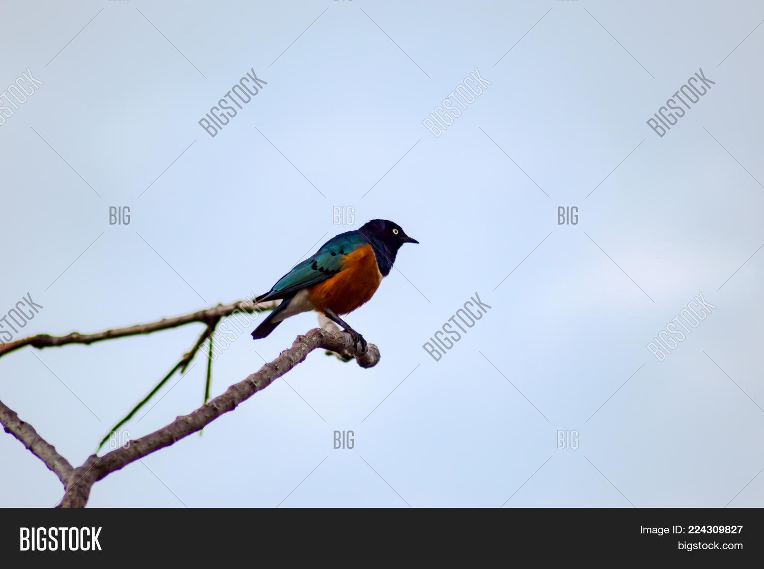 Blue Orange Starling Image & Photo (Free Trial) | Bigstock