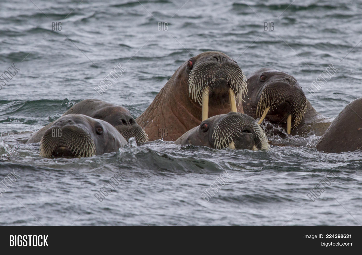Walruses Water Image & Photo (Free Trial) | Bigstock