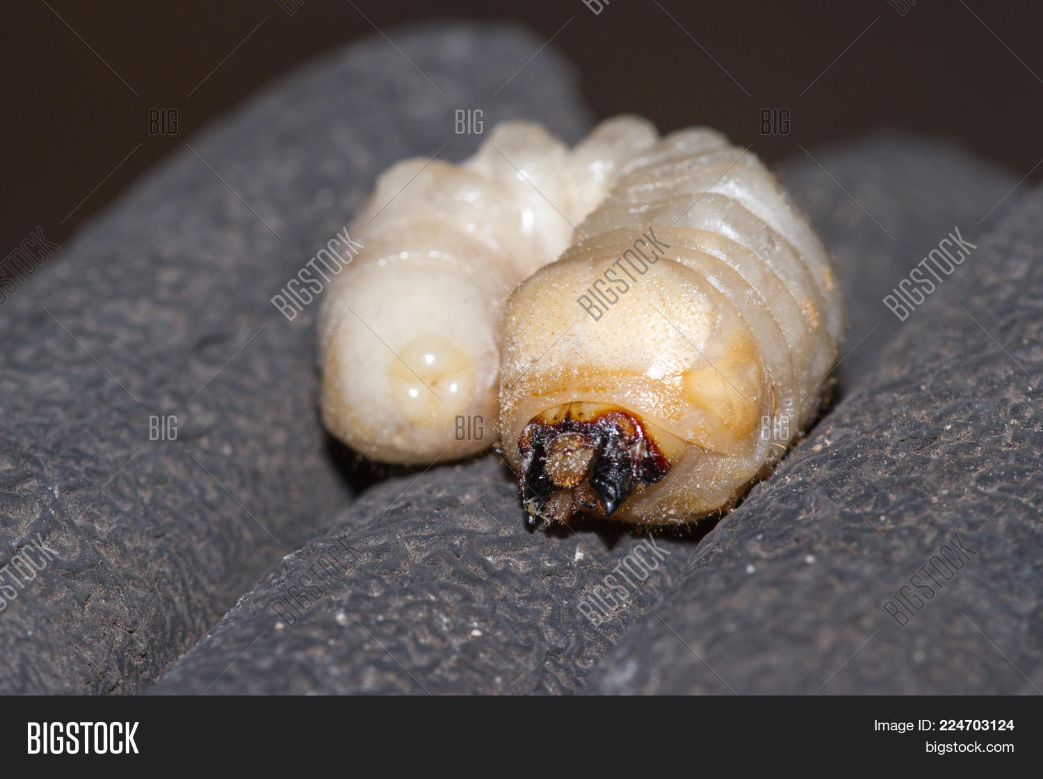 Round Headed Borer Image & Photo (Free Trial) | Bigstock