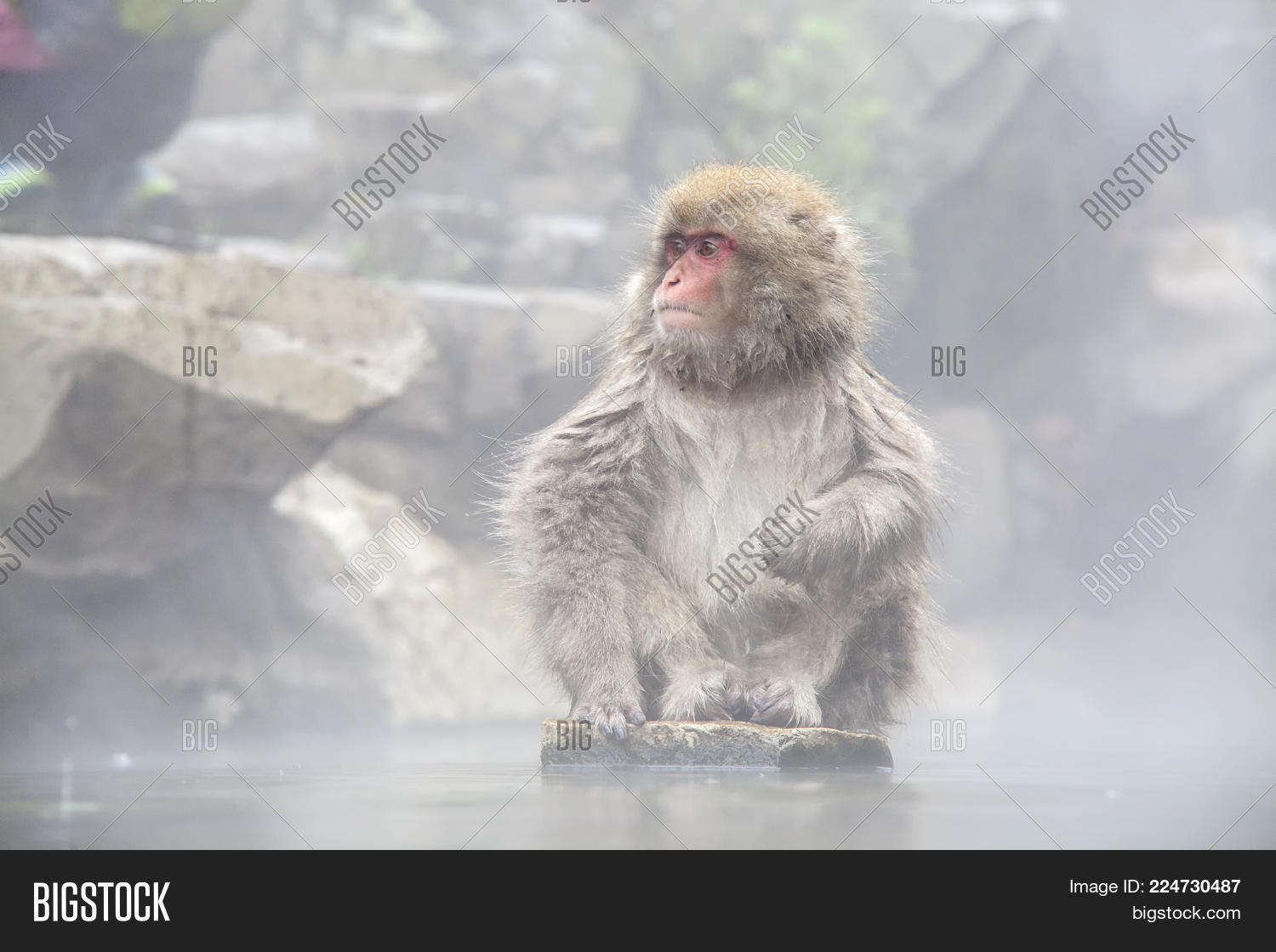 Snow Monkey Edge Hot Image & Photo (Free Trial) | Bigstock