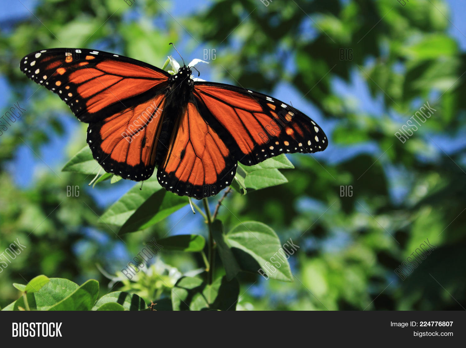 Male Monarch Butterfly Image & Photo (Free Trial) | Bigstock
