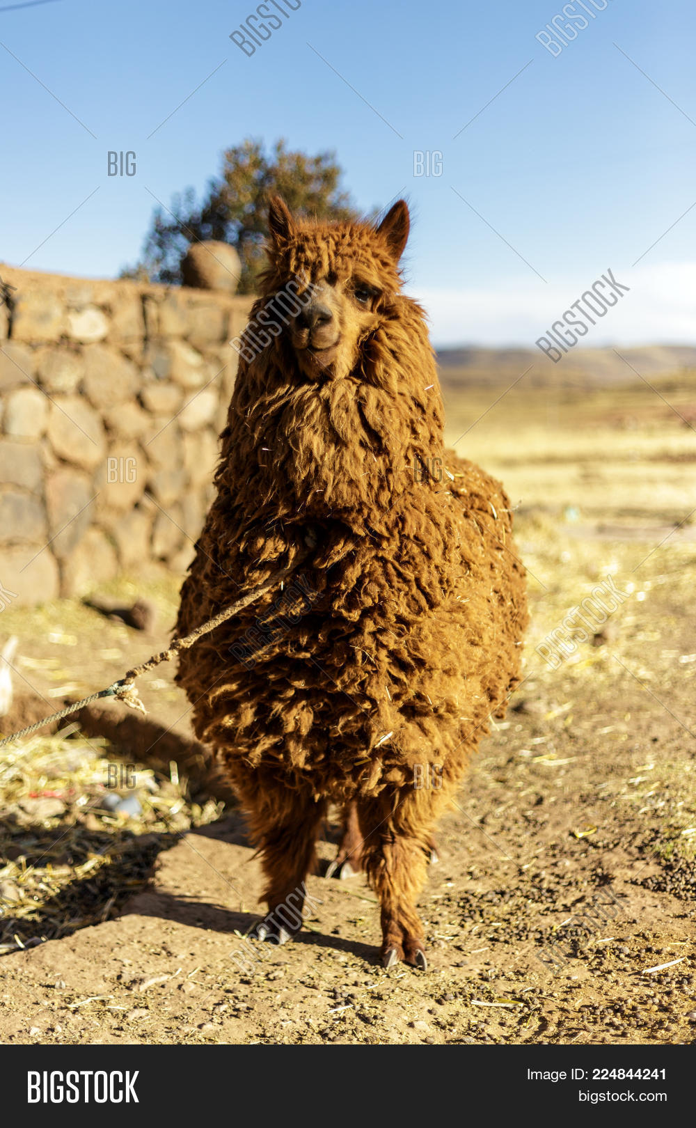 Alpaca (Vicugna Pacos Image & Photo (Free Trial) | Bigstock