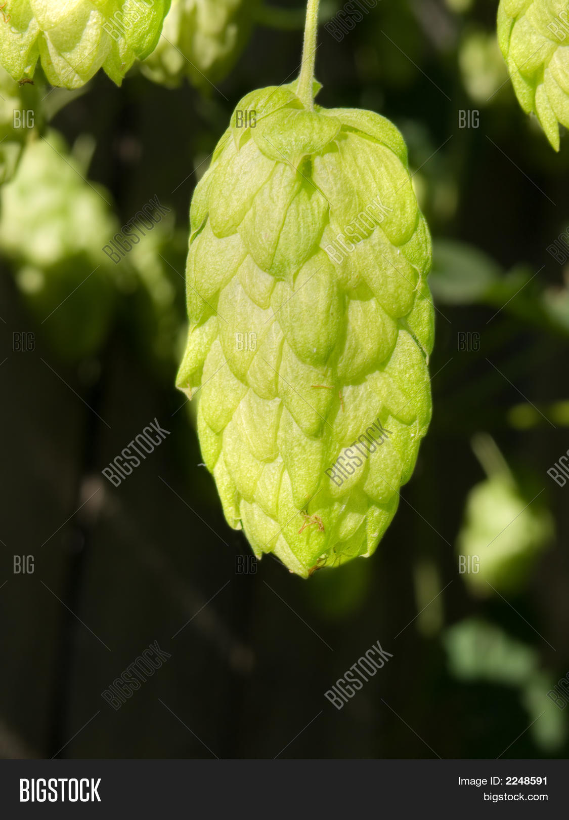 Hop Cone Image & Photo (Free Trial) | Bigstock