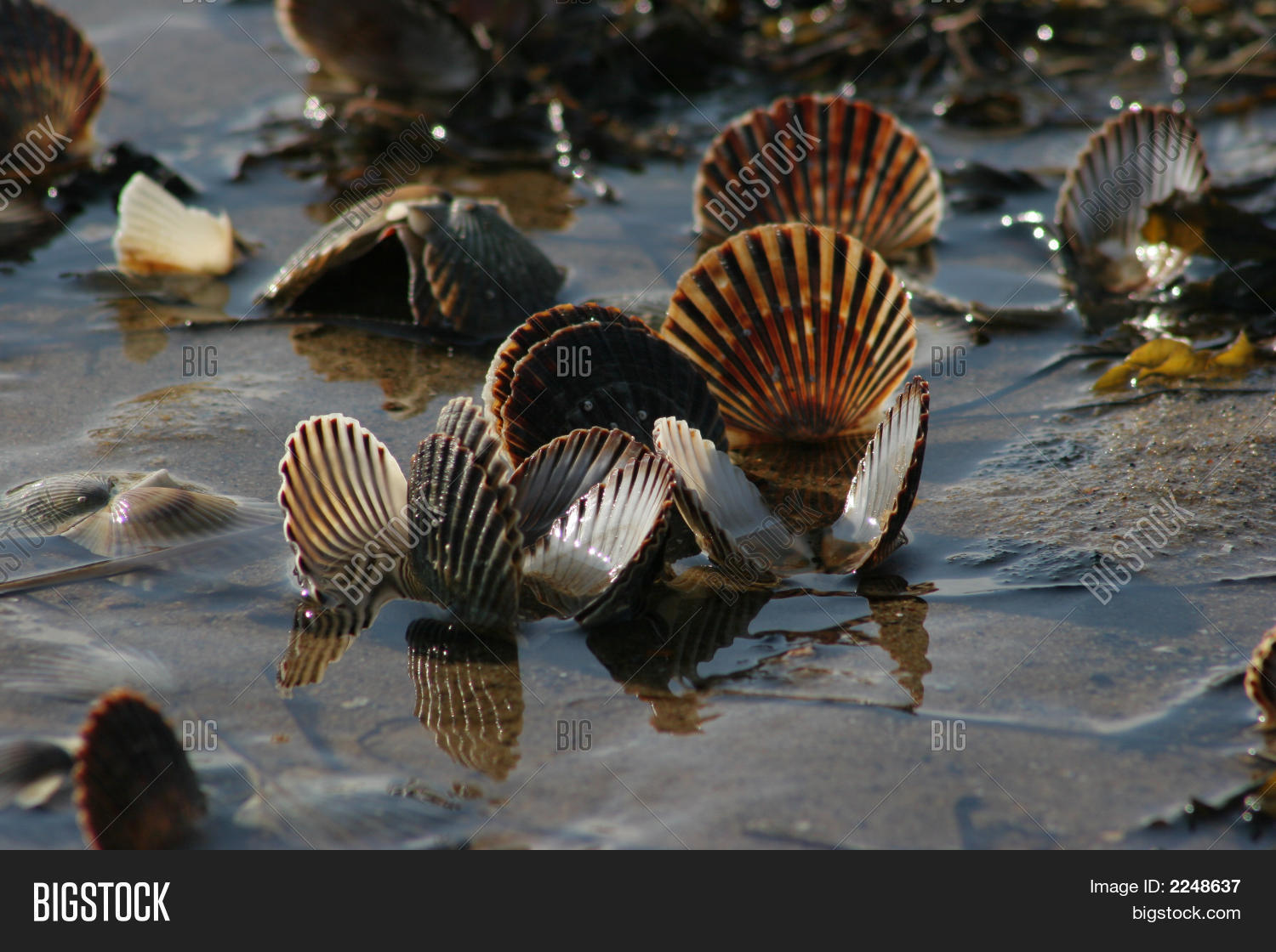 Clams Low Tide Image & Photo (Free Trial) | Bigstock