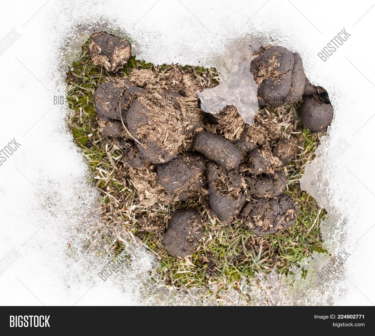 Horses Poop Snow . Image & Photo (Free Trial) | Bigstock