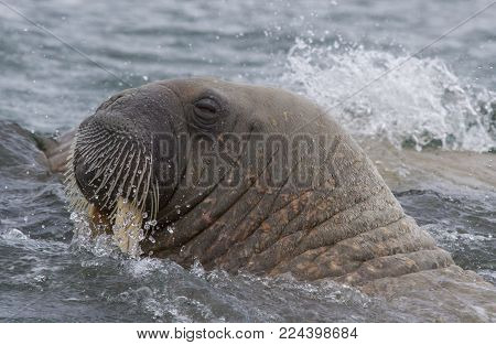Walruses Water Image & Photo (Free Trial) | Bigstock