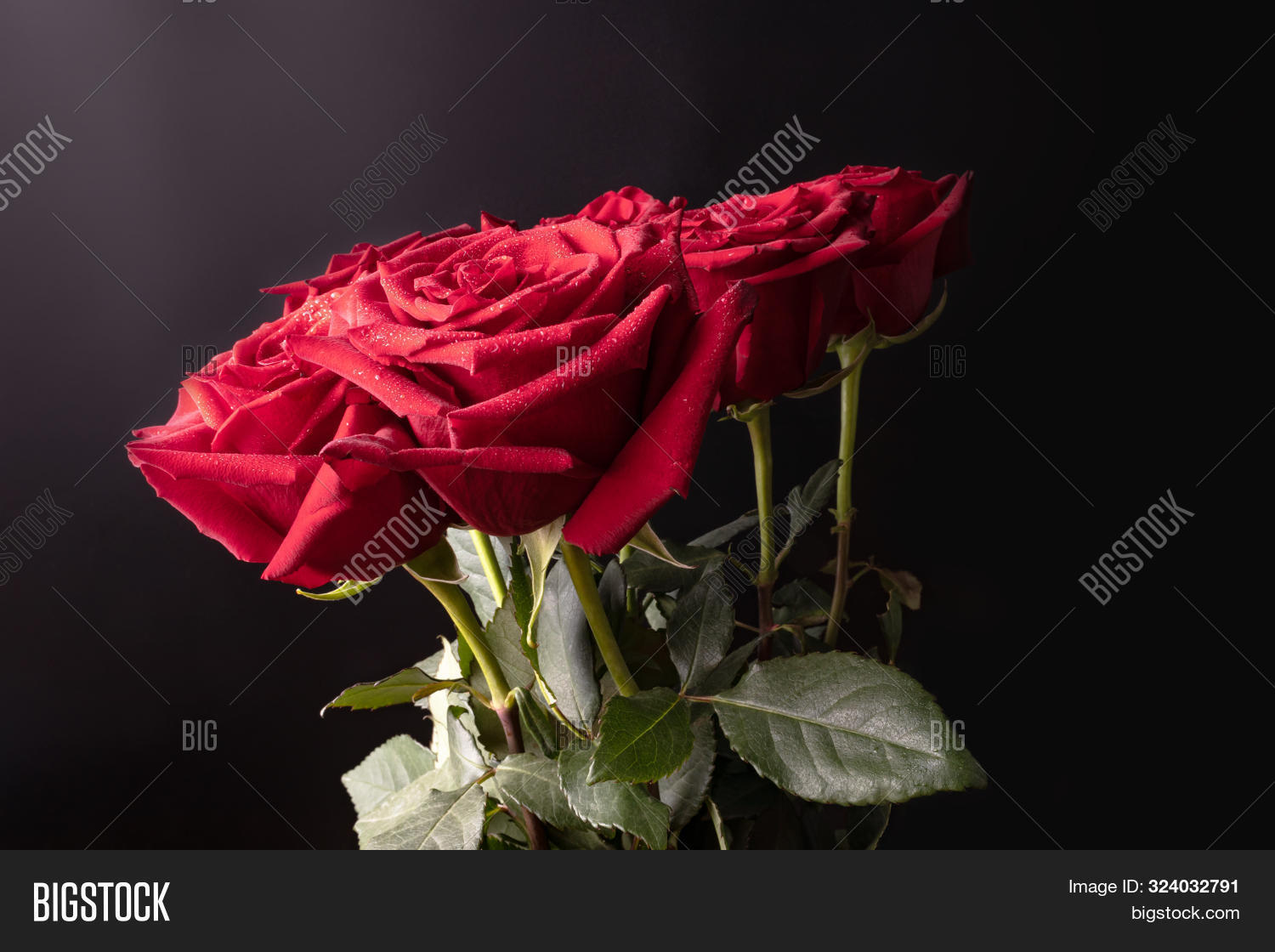Bright Red Roses On Image & Photo (Free Trial) | Bigstock