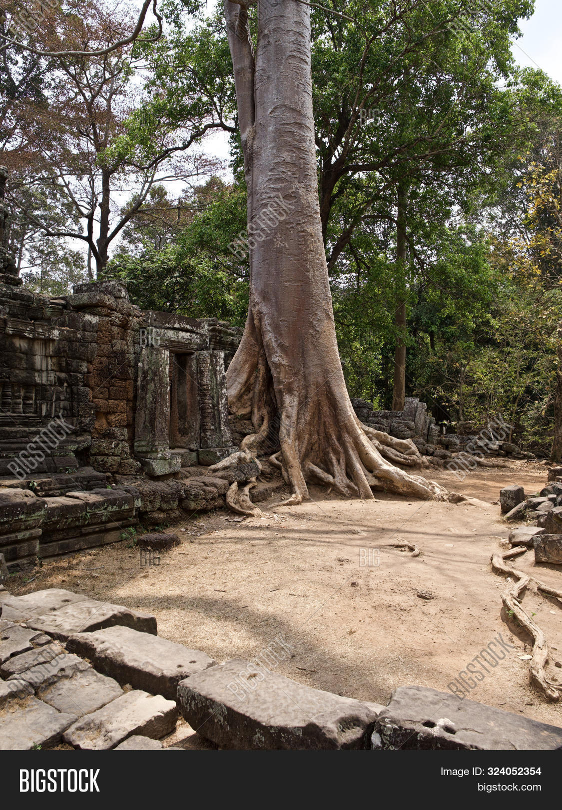 Huge Trees Powerful Image & Photo (Free Trial) | Bigstock