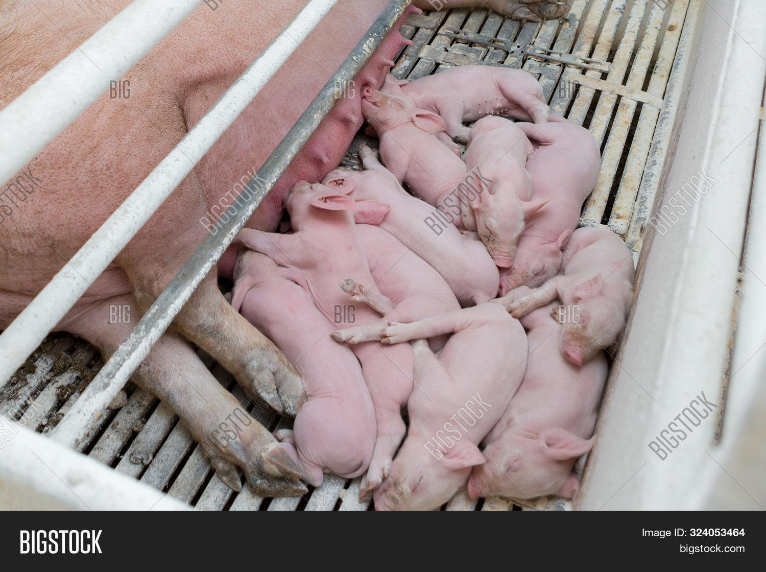 Pink Pigs On Farm. Image & Photo (Free Trial) | Bigstock