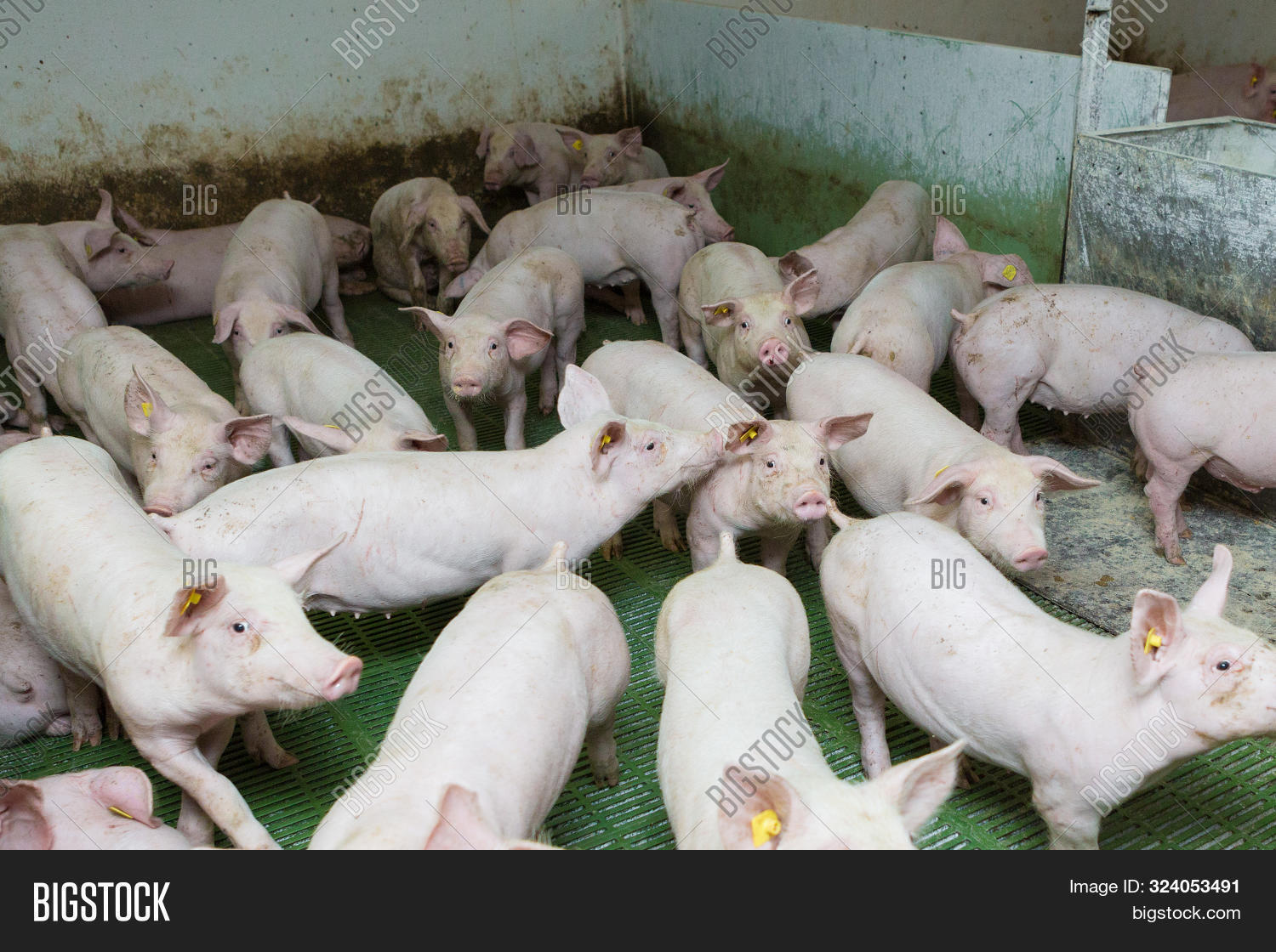 Pink Pigs On Farm. Image & Photo (Free Trial) | Bigstock