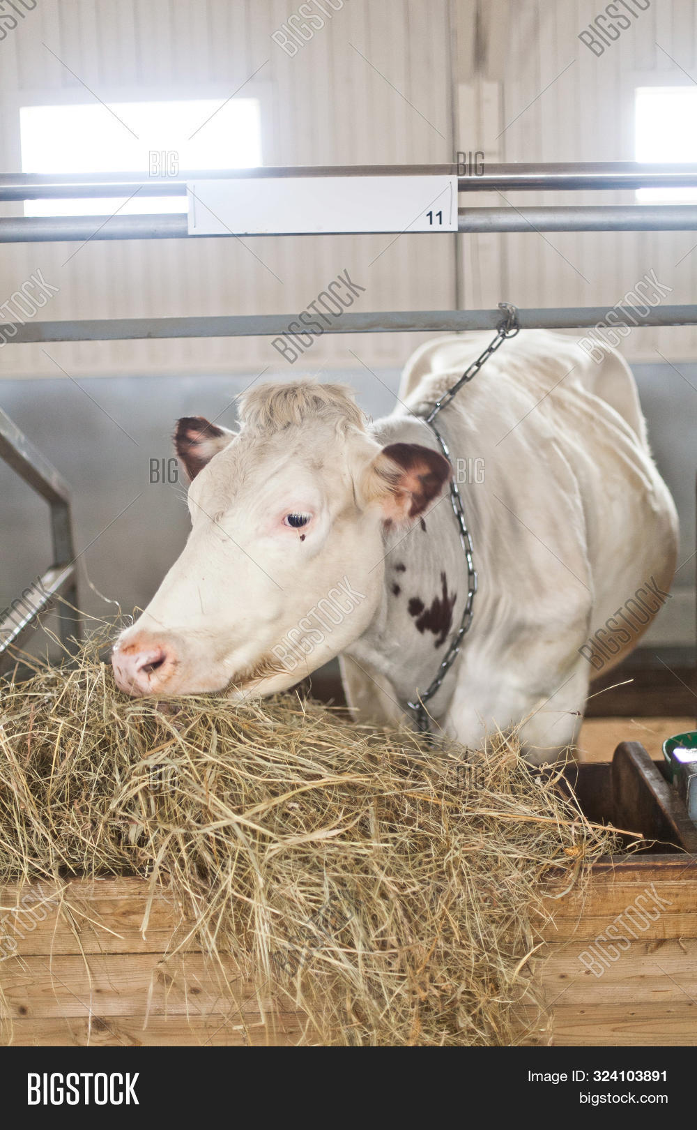 Cow Eats Hay Cattle Image & Photo (Free Trial) | Bigstock