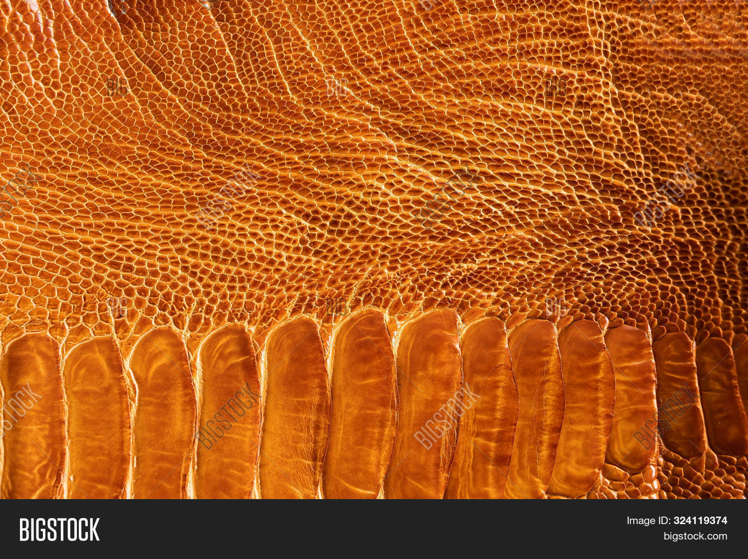 Close Natural Ostrich Image & Photo (Free Trial) | Bigstock