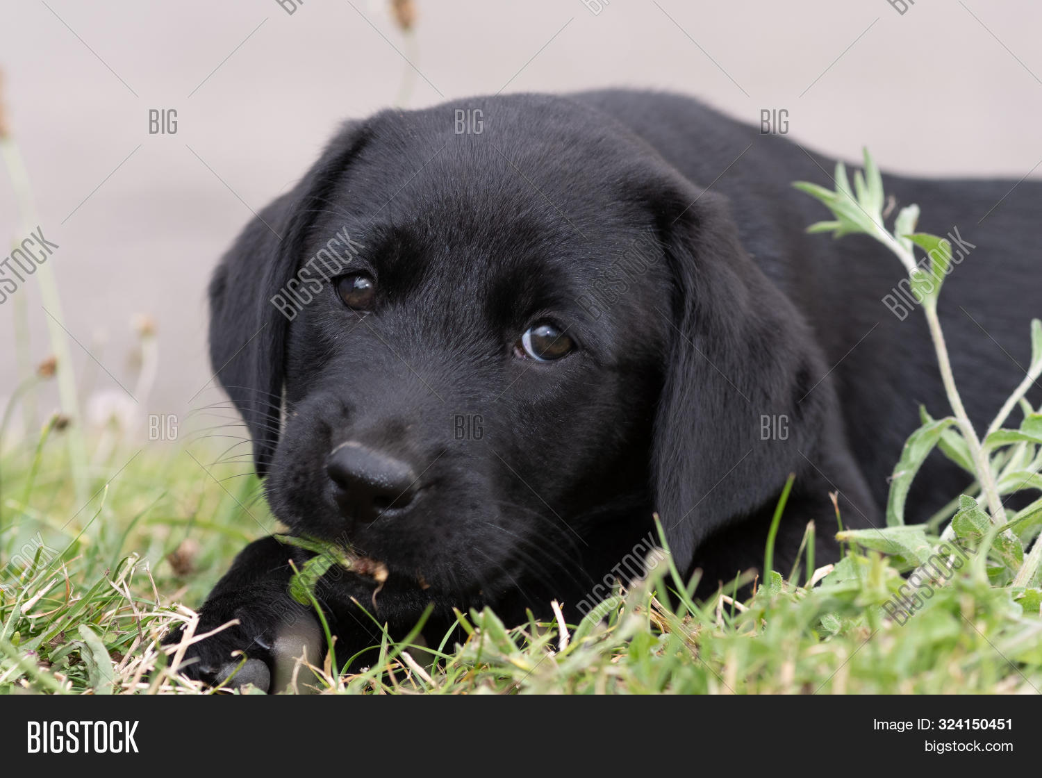 Cute Portrait 8 Week Image & Photo (Free Trial) | Bigstock