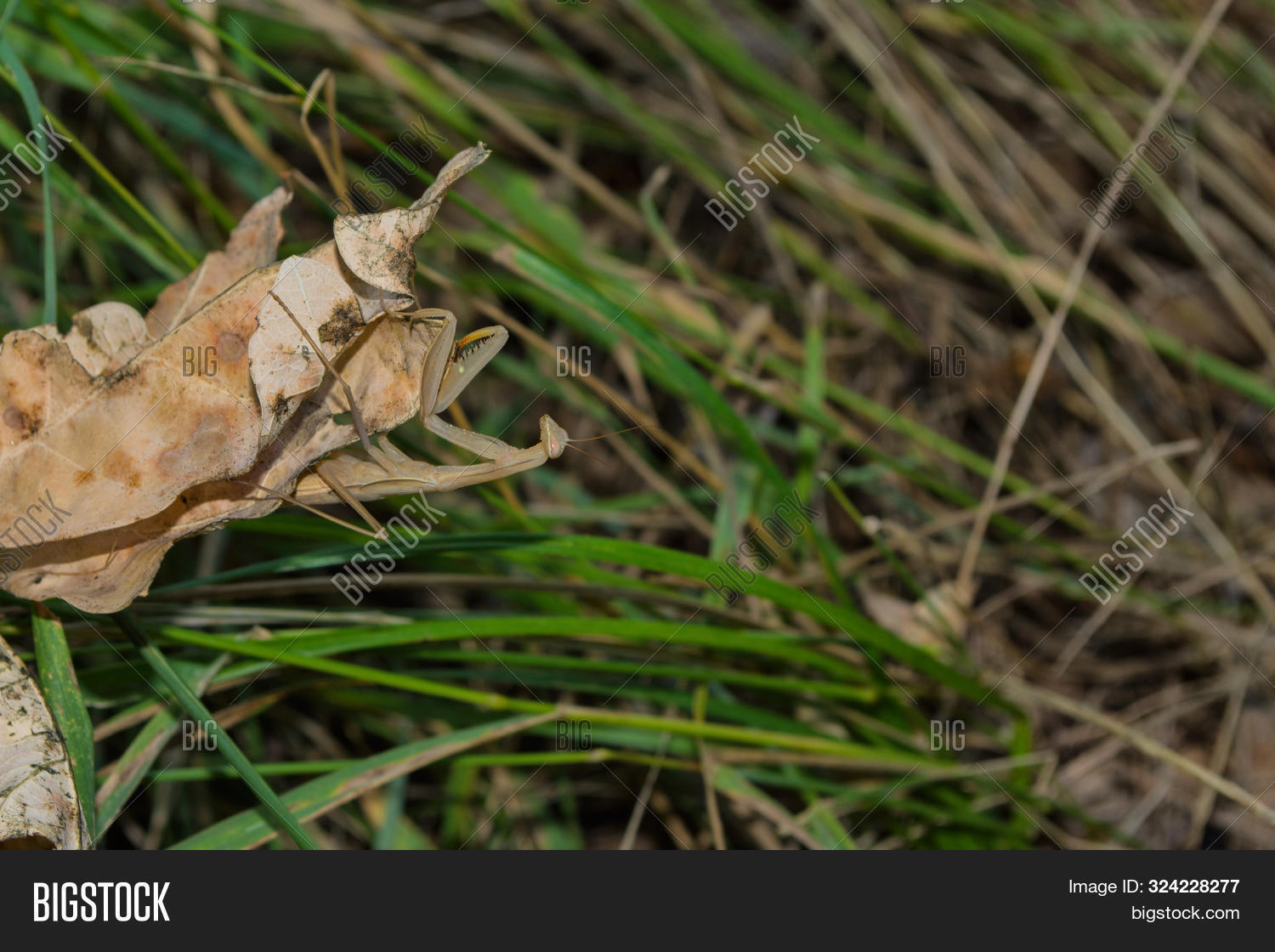 Light Mantis. Mantis Image & Photo (Free Trial) | Bigstock