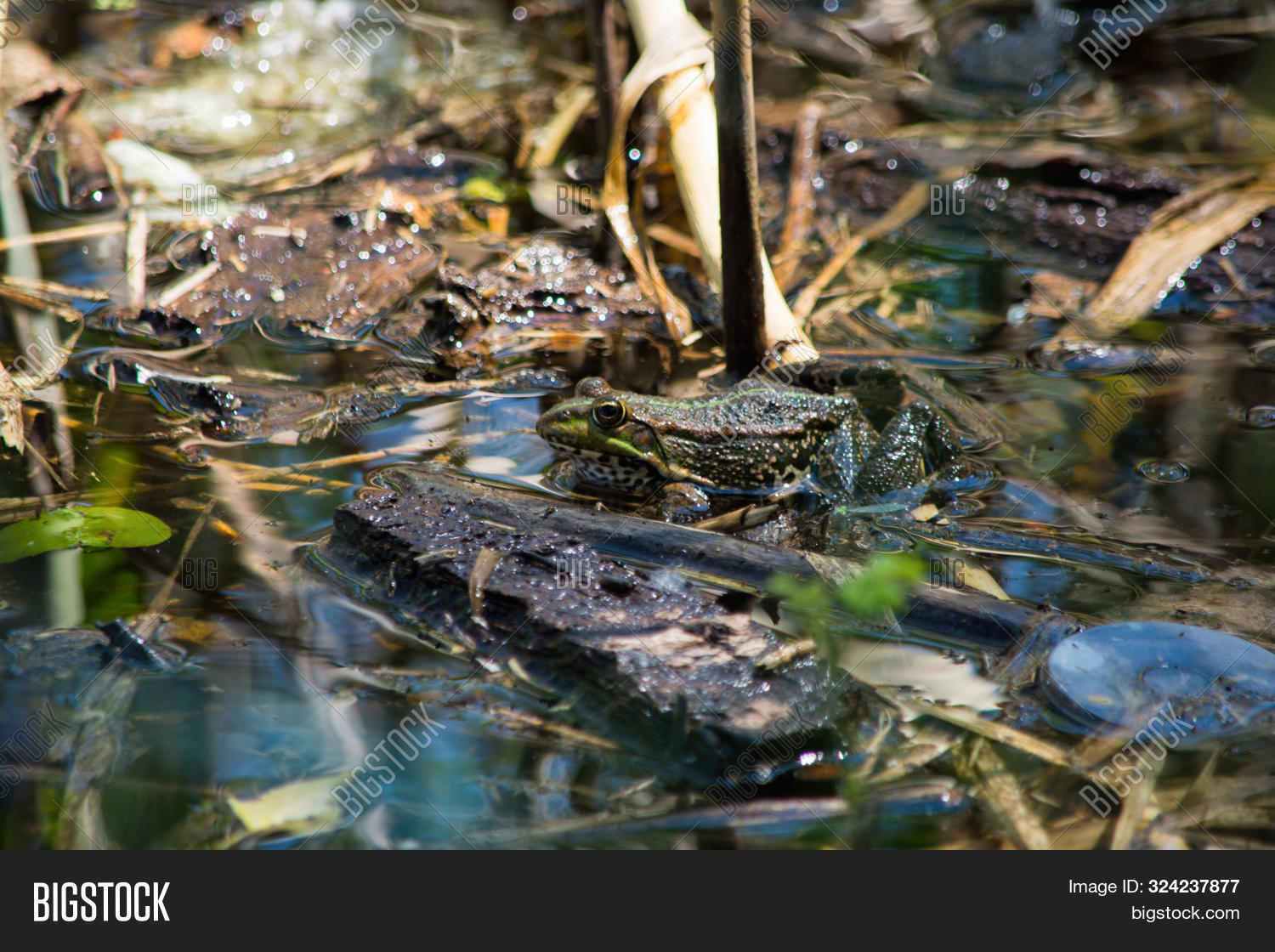 Imagen y foto Amphibian Lake Frog (prueba gratis) | Bigstock