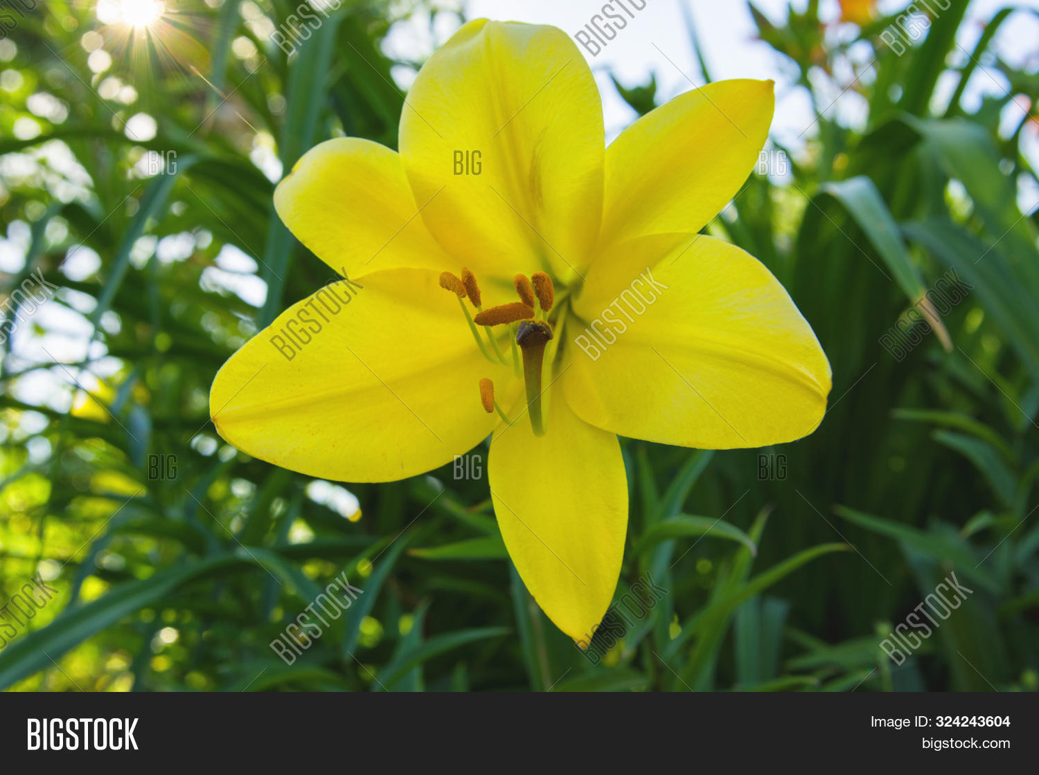 Yellow Lily. Lily Image & Photo (Free Trial) | Bigstock