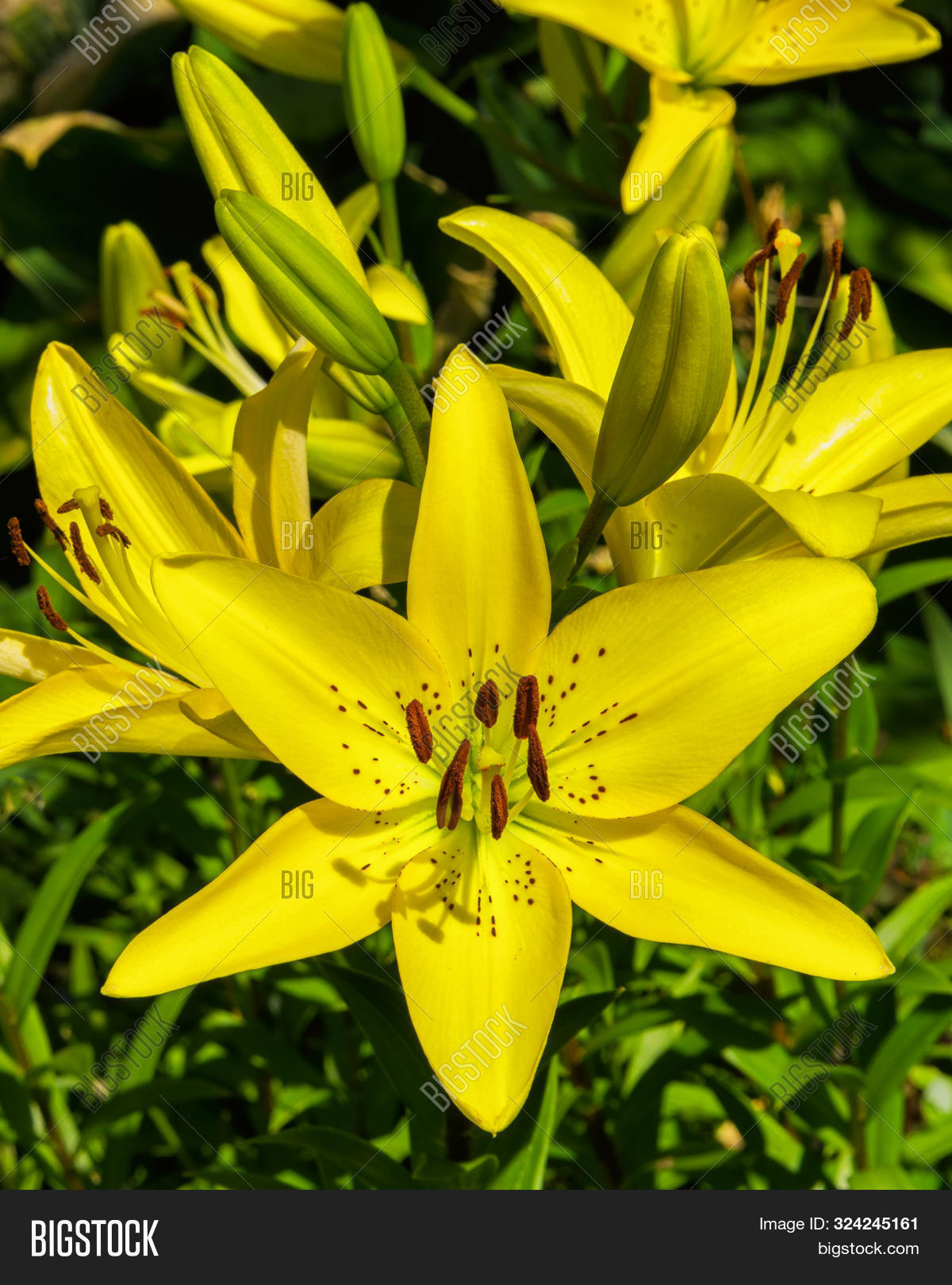 Yellow Lily. Image & Photo (Free Trial) | Bigstock