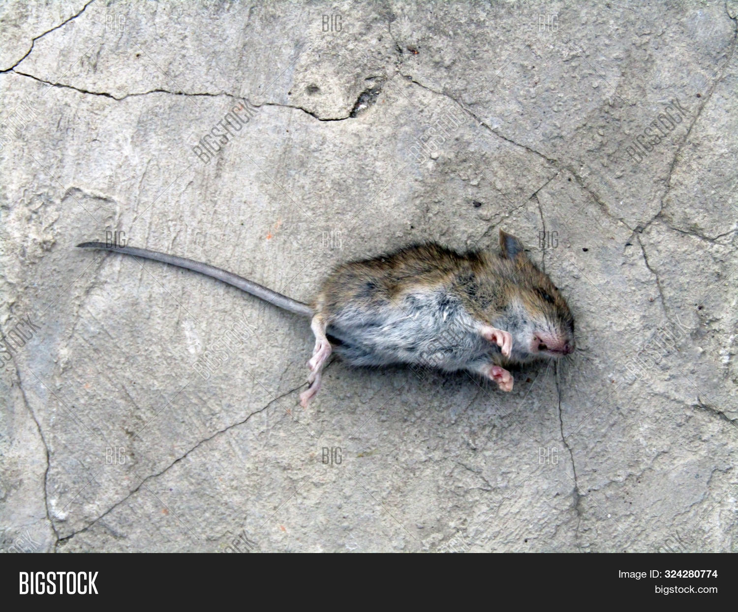 Corpse Mouse Lies On Image & Photo (Free Trial) | Bigstock
